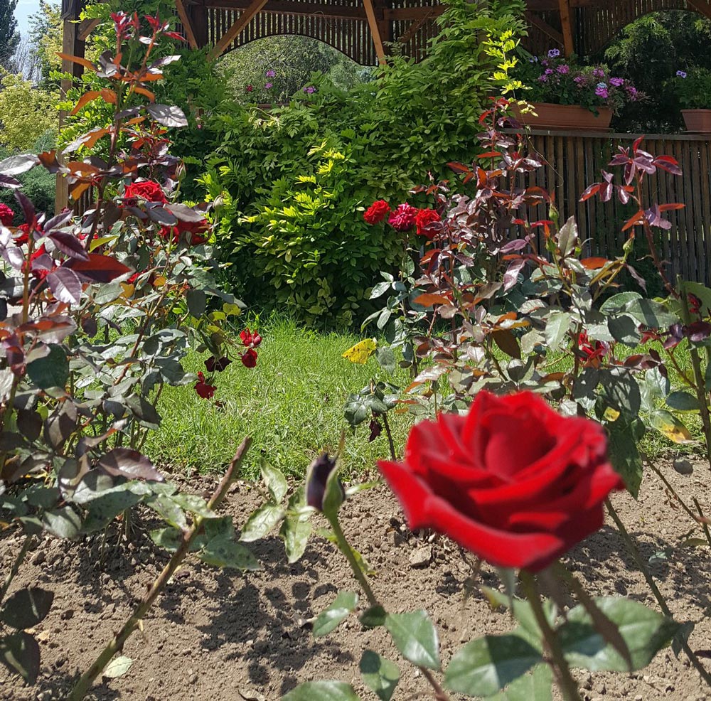 Grădină botanică din Galați | Urlaub in Rumänien